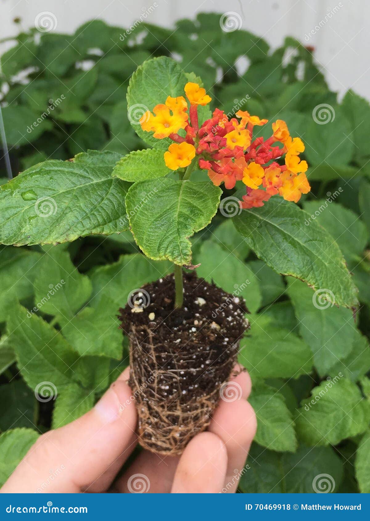 Lantana Plants Characteristics Uses Growing Tips