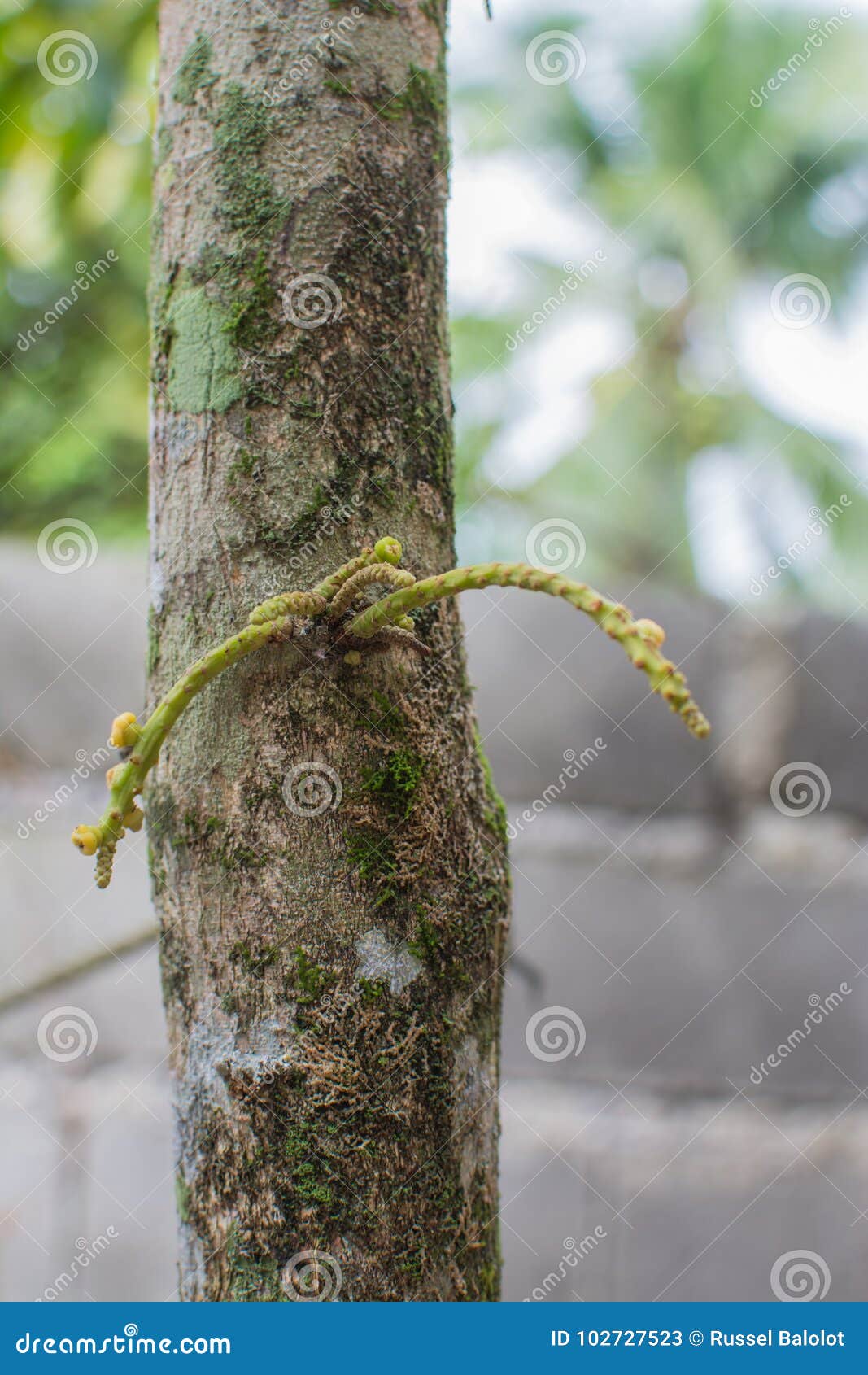 Growing Lanzones tree stock image. Image of fruit, lanzones - 102727523