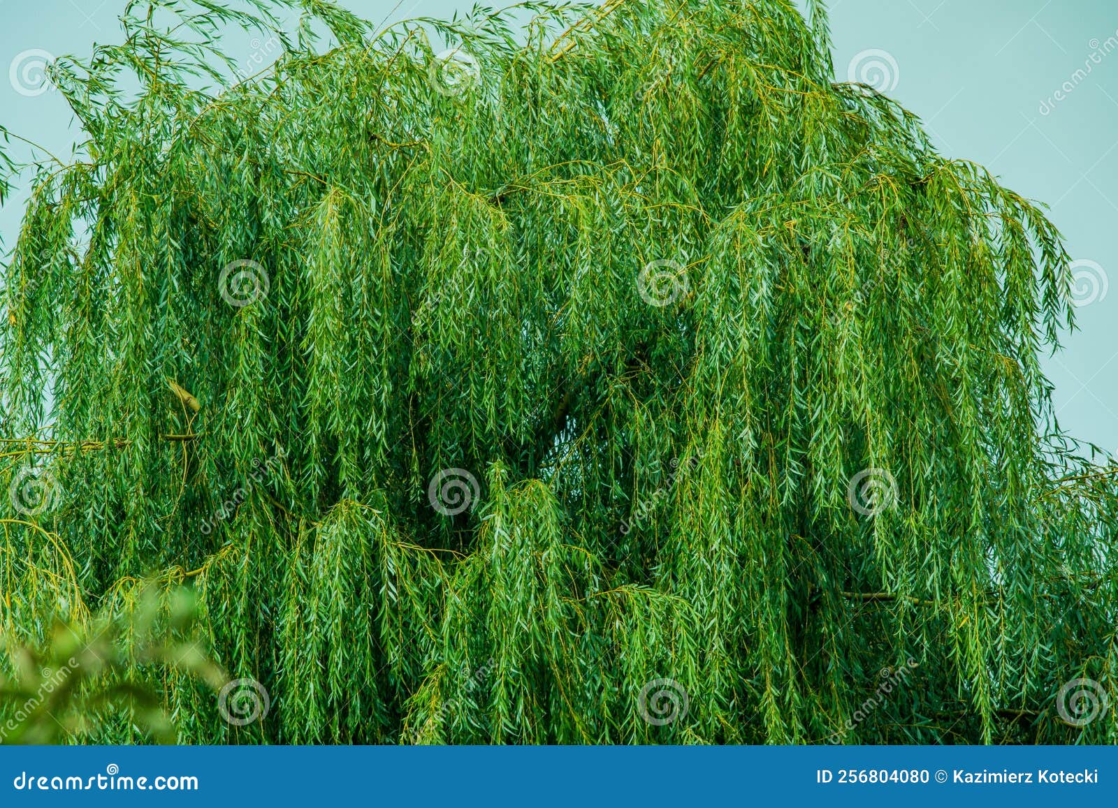 A Large Tree of Crying Willow with Long Hanging Branches for Full Frame ...