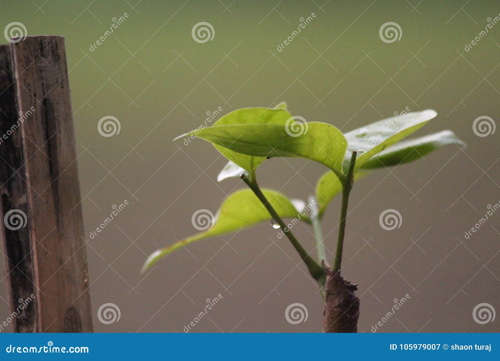 Growing Leaf stock image. Image of green, leaf, tree - 105979007
