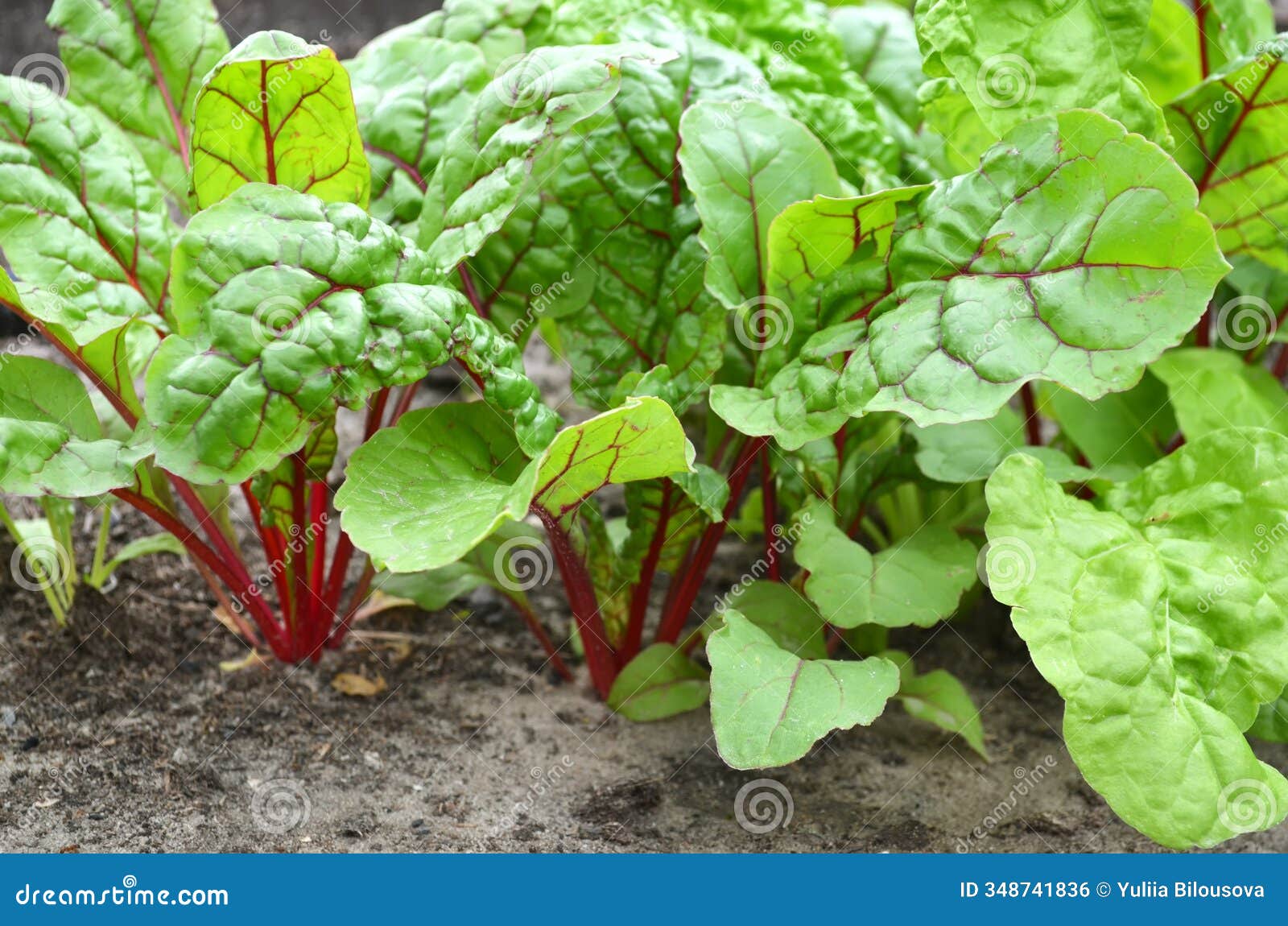 Growing Leaf Beet in Open Ground. Stock Photo - Image of food ...