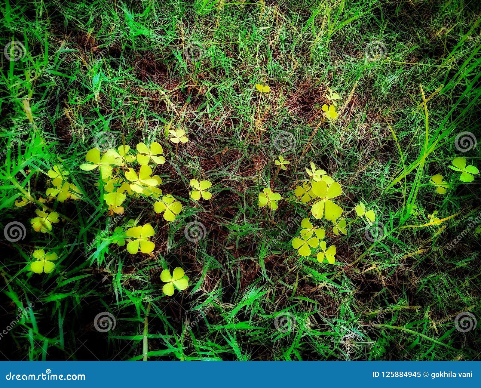 Nature growing leaf pedals stock image. Image of pedals - 125884945