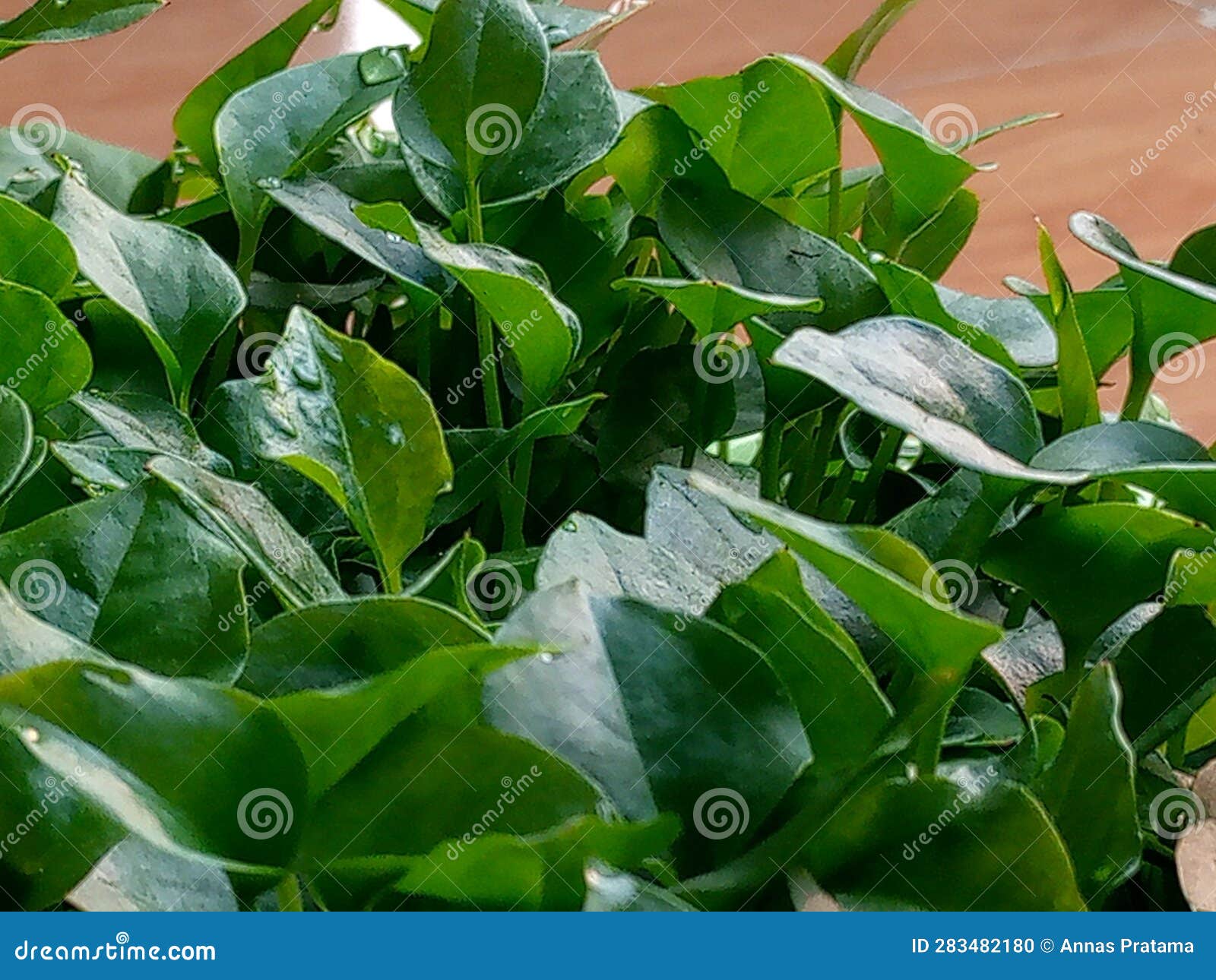 Growing Leaf Seedlings stock photo. Image of decorative - 283482180