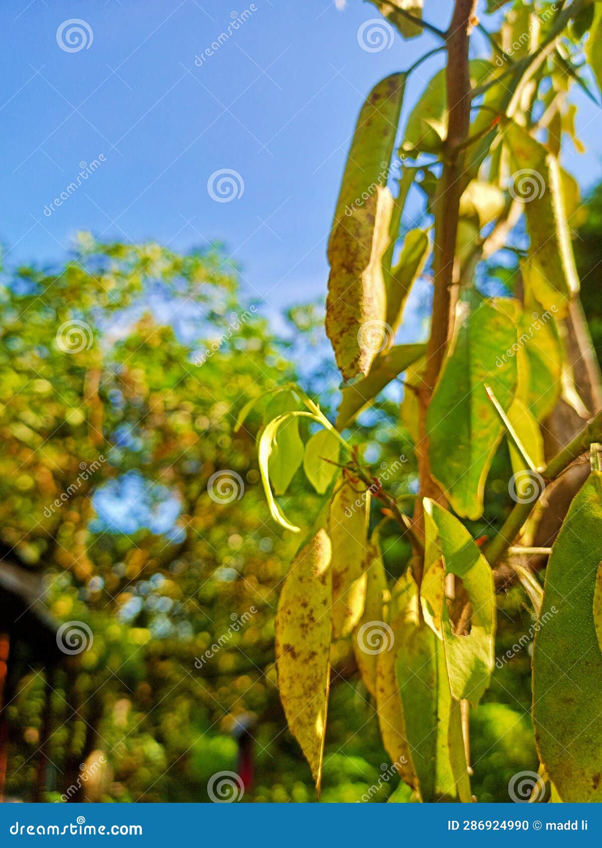 New Growing Leaves Of Jaam Jambul Jamun Or Jamblang Syzygium Cumini On ...