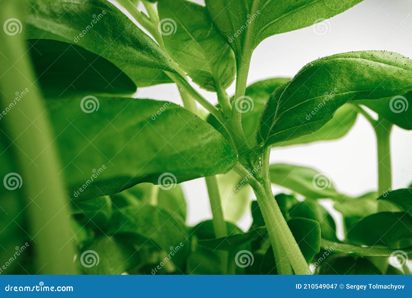 Growing Leaves of Micro Green Plant Macro Stock Image - Image of food ...