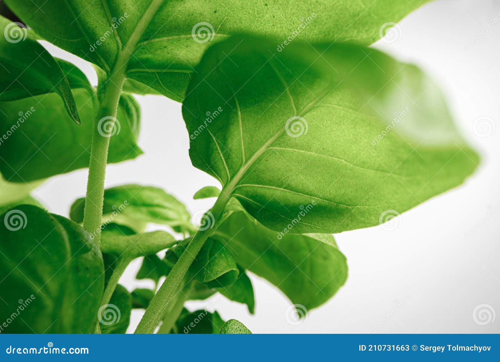 Growing Leaves of Micro Green Plant Macro Stock Image - Image of ...