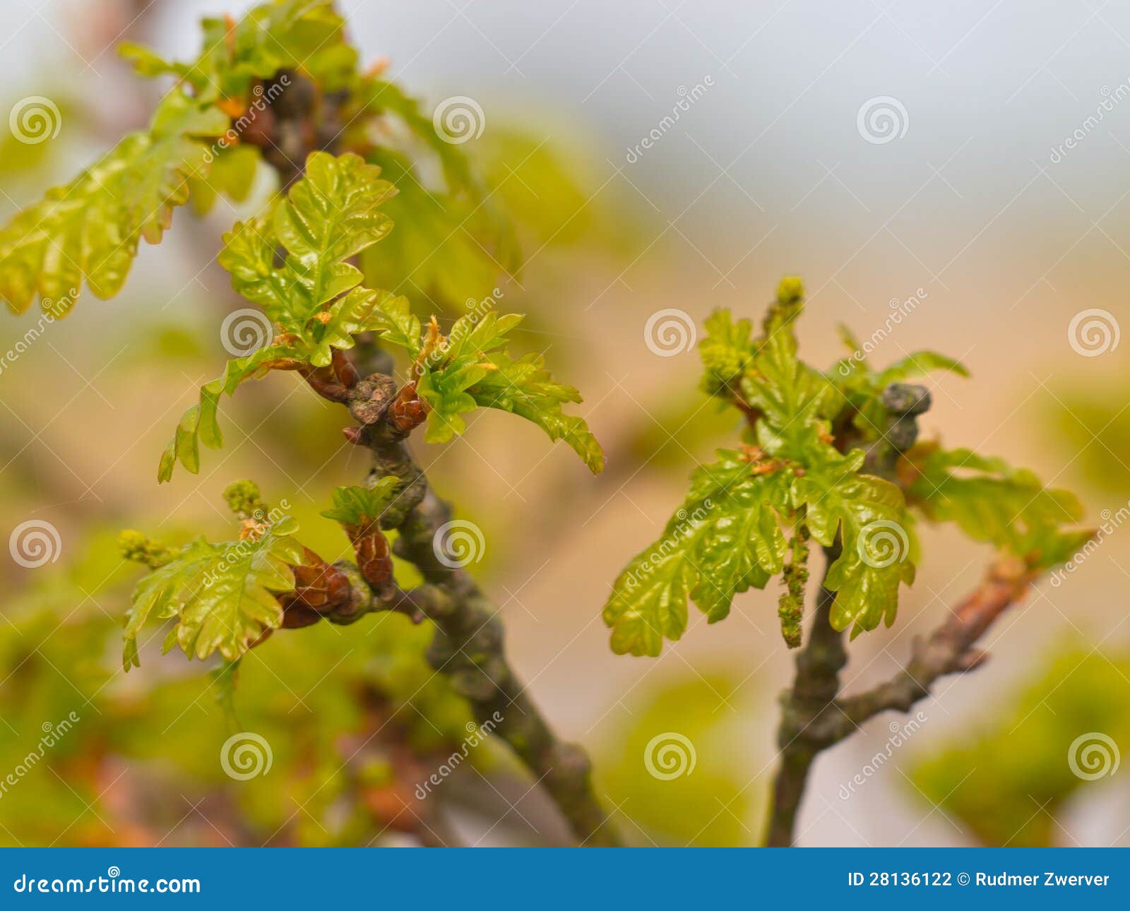 Growing leaves in spring stock photo. Image of blue, flora - 28136122