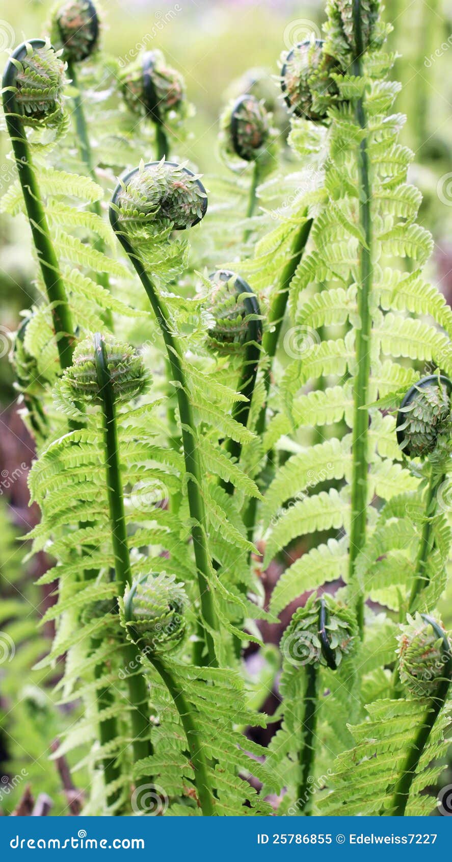 Growing Leaves of Spring Fern Stock Image - Image of nature ...