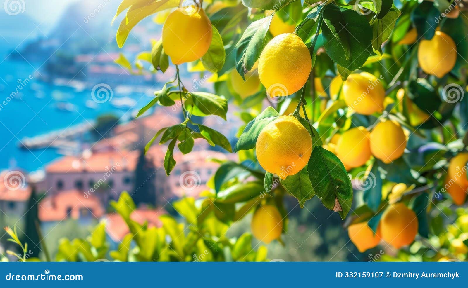 Growing Lemons on the Amalfi Coast of Italy Stock Image - Image of ...