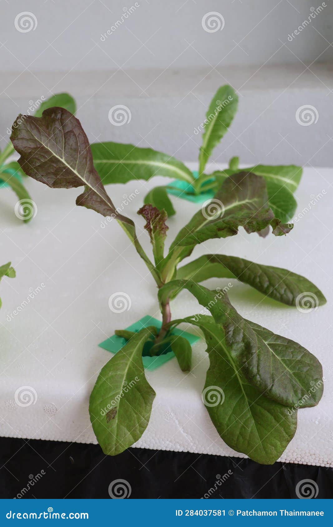 Growing Lettuce from Organic Vegetable Foam Boxes Stock Image - Image ...