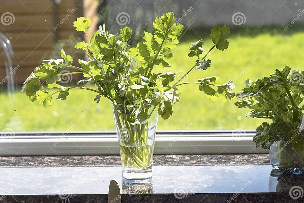 Growing Lettuce on the Windowsill in Spring Stock Photo - Image of ...