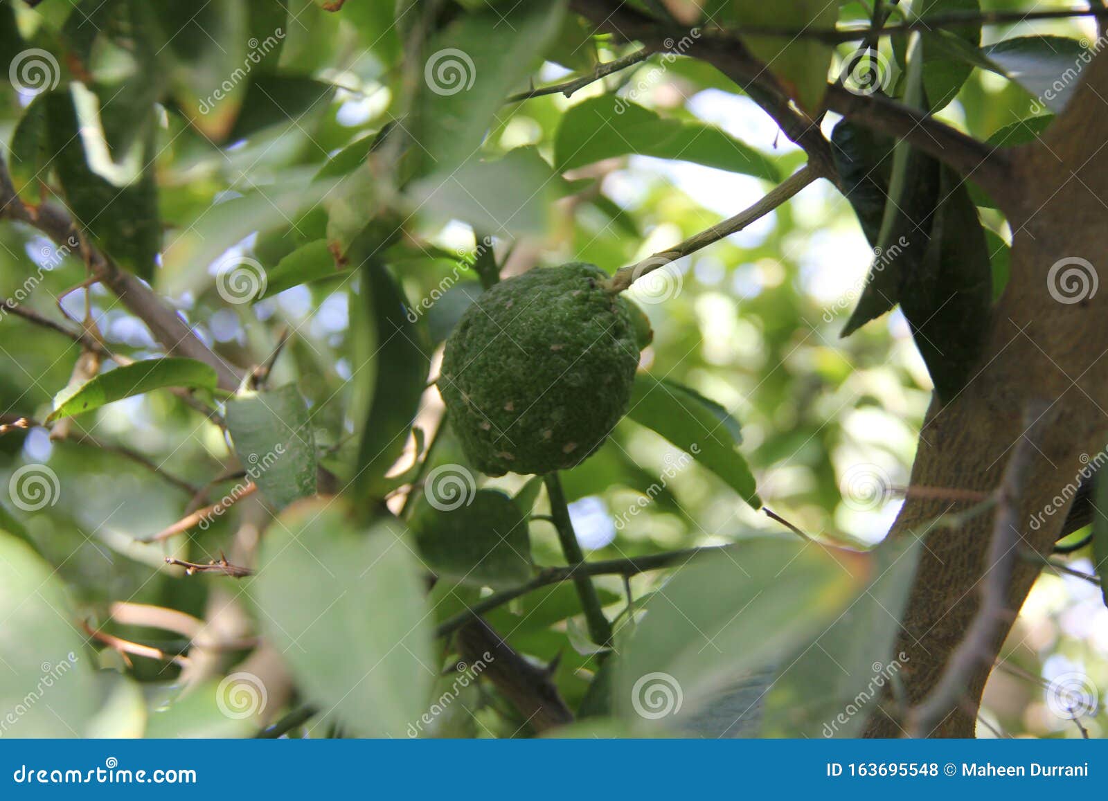 Growing Lime on Tree with Green Leaves Stock Photo - Image of growing ...