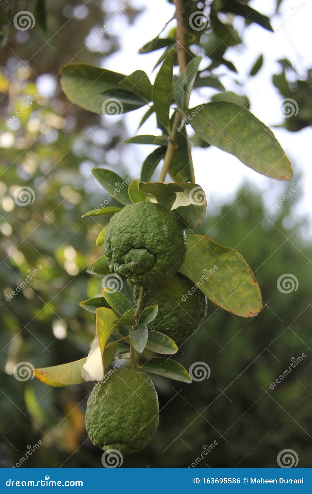 Growing Lime on Tree with Green Leaves Stock Photo - Image of tree ...