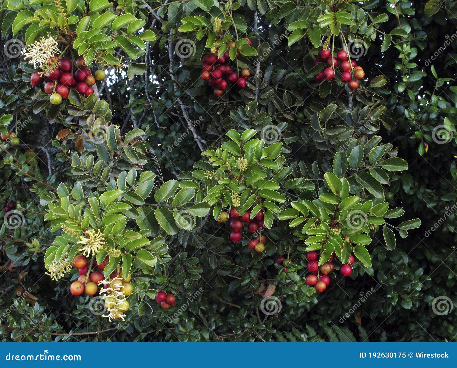 Growing Lingonberry Red Fruits on the Tree Branches Stock Image - Image ...