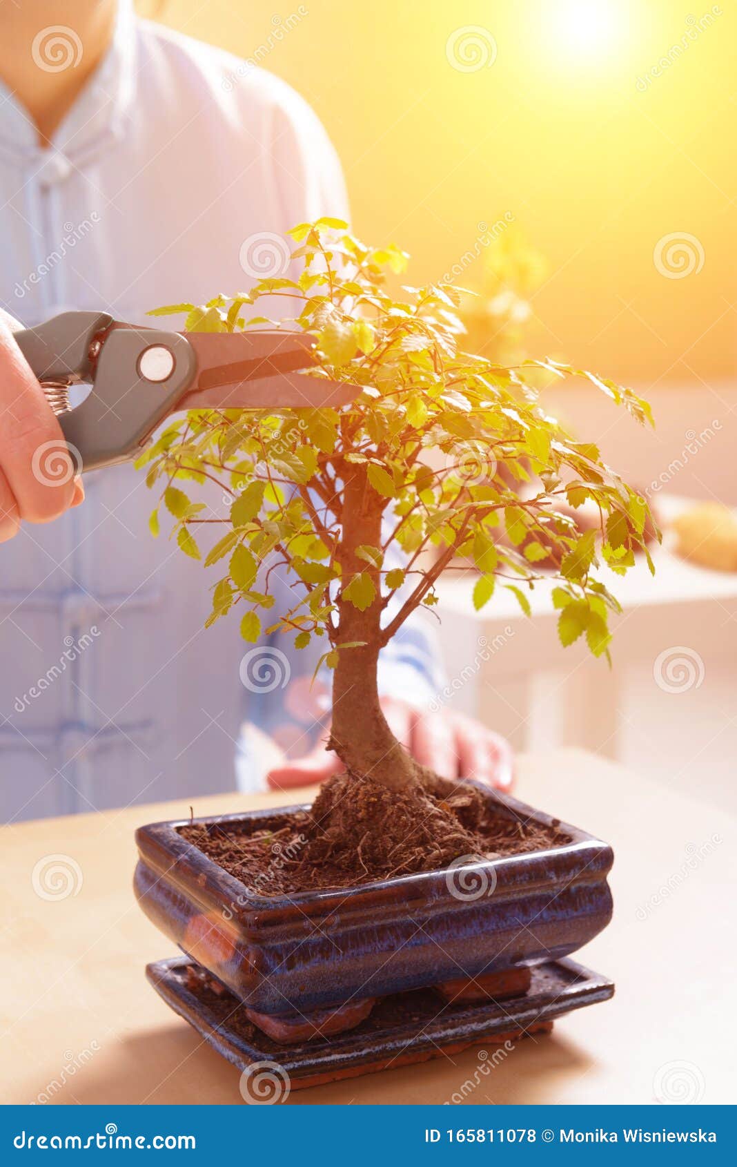 Growing little bonsai tree stock photo. Image of greenhouse - 165811078