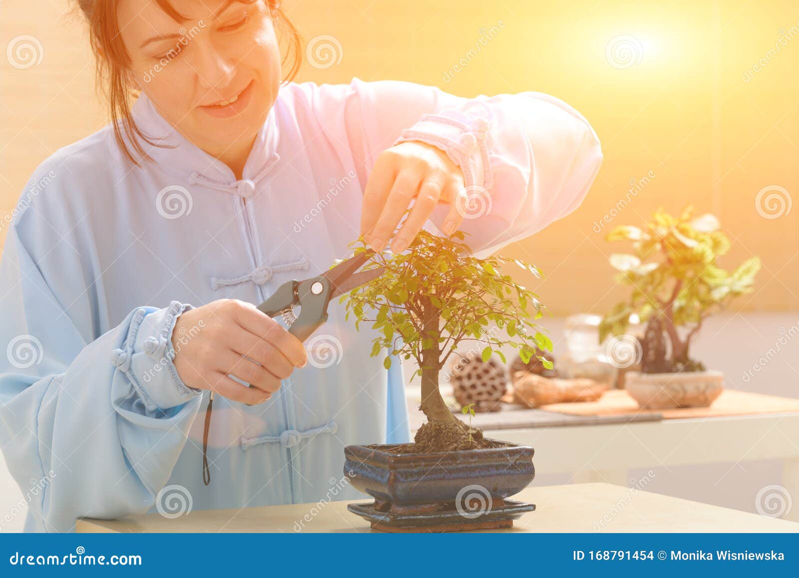 Growing little bonsai tree stock photo. Image of potted - 168791454