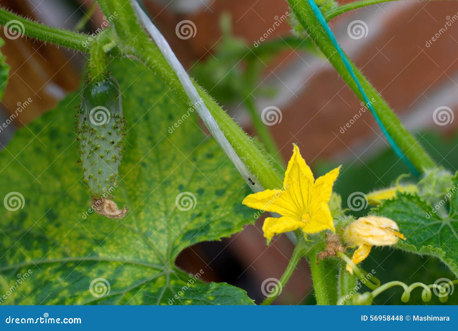 Growing Little Green Pickle Stock Photo - Image of pickle, fresh: 56958448