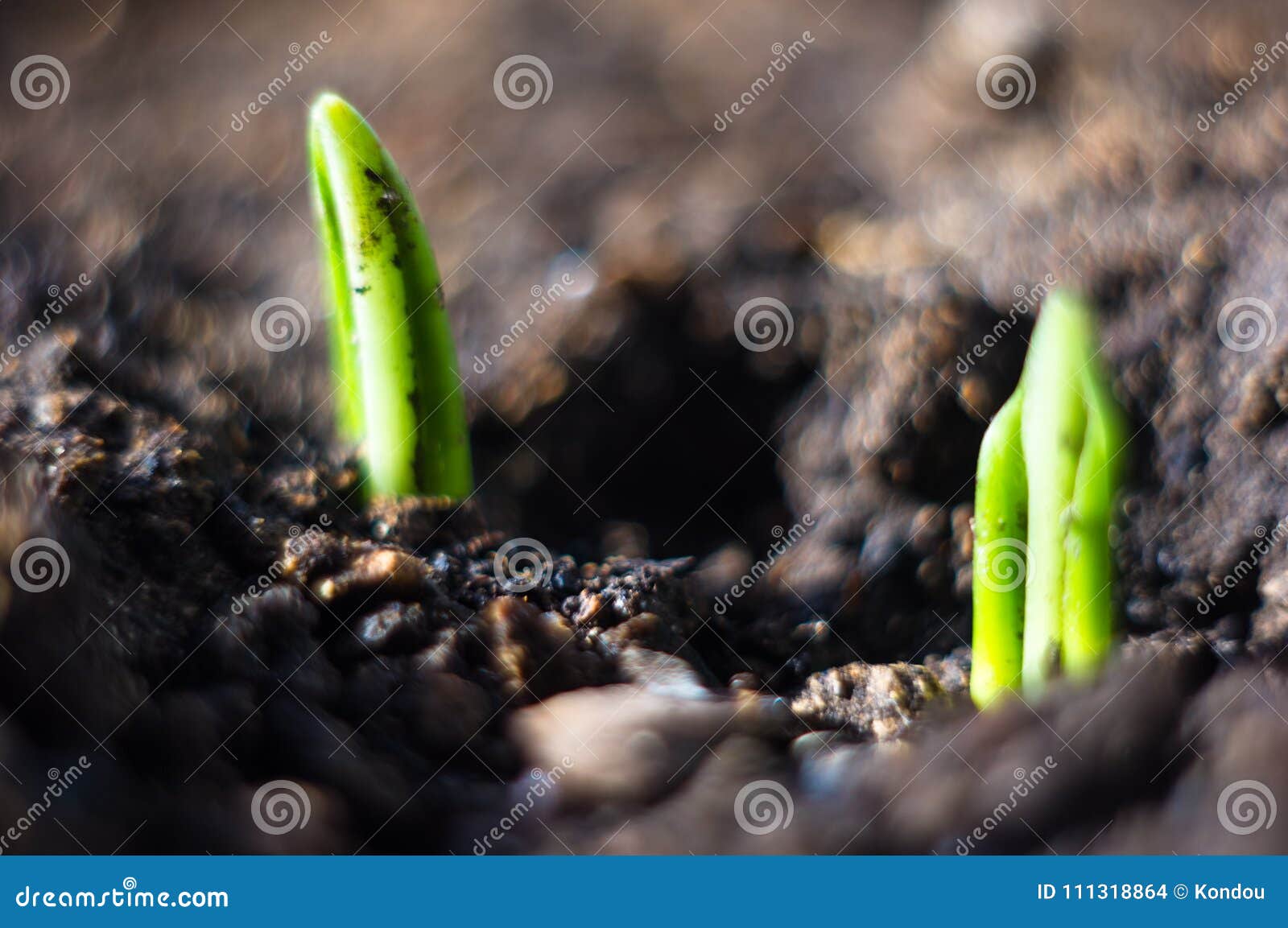 Growing Little Green Sprouts of Young Plants Stock Photo - Image of ...