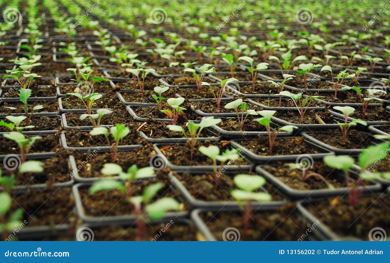 Growing Little Plants stock photo. Image of nametag, indoor - 13156202