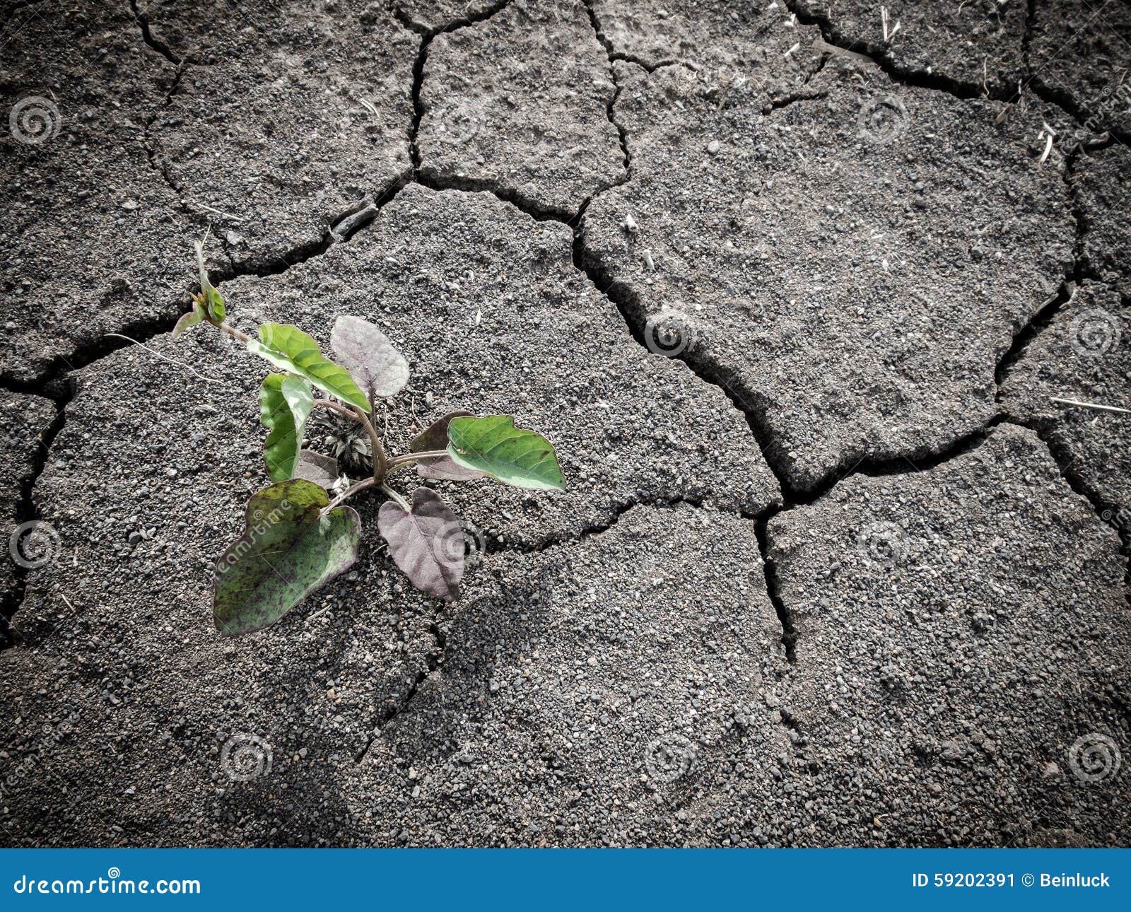 Growing Little Tree on Dry and Crack Soil Stock Image - Image of bleak ... Growing Little Tree on Dry and Crack Soil Stock Image - Image of bleak ...