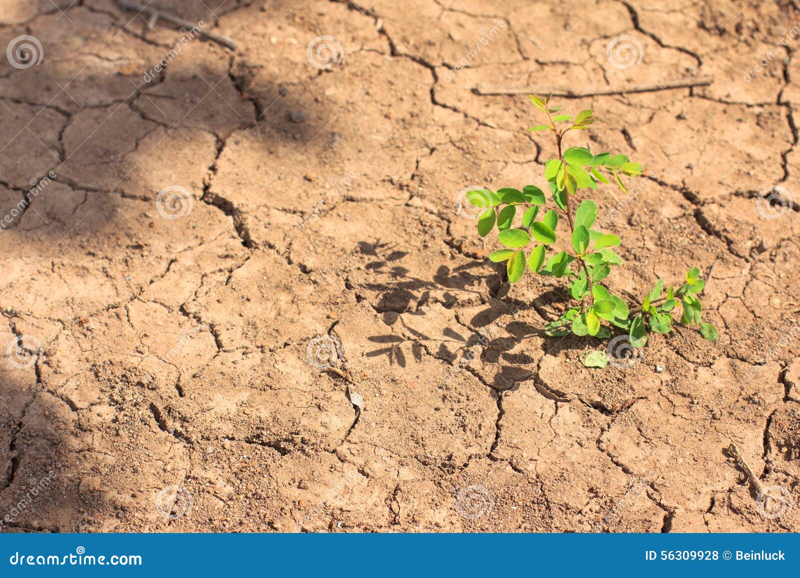 Growing Little Tree on Dry and Crack Soil Stock Photo - Image of earth ...