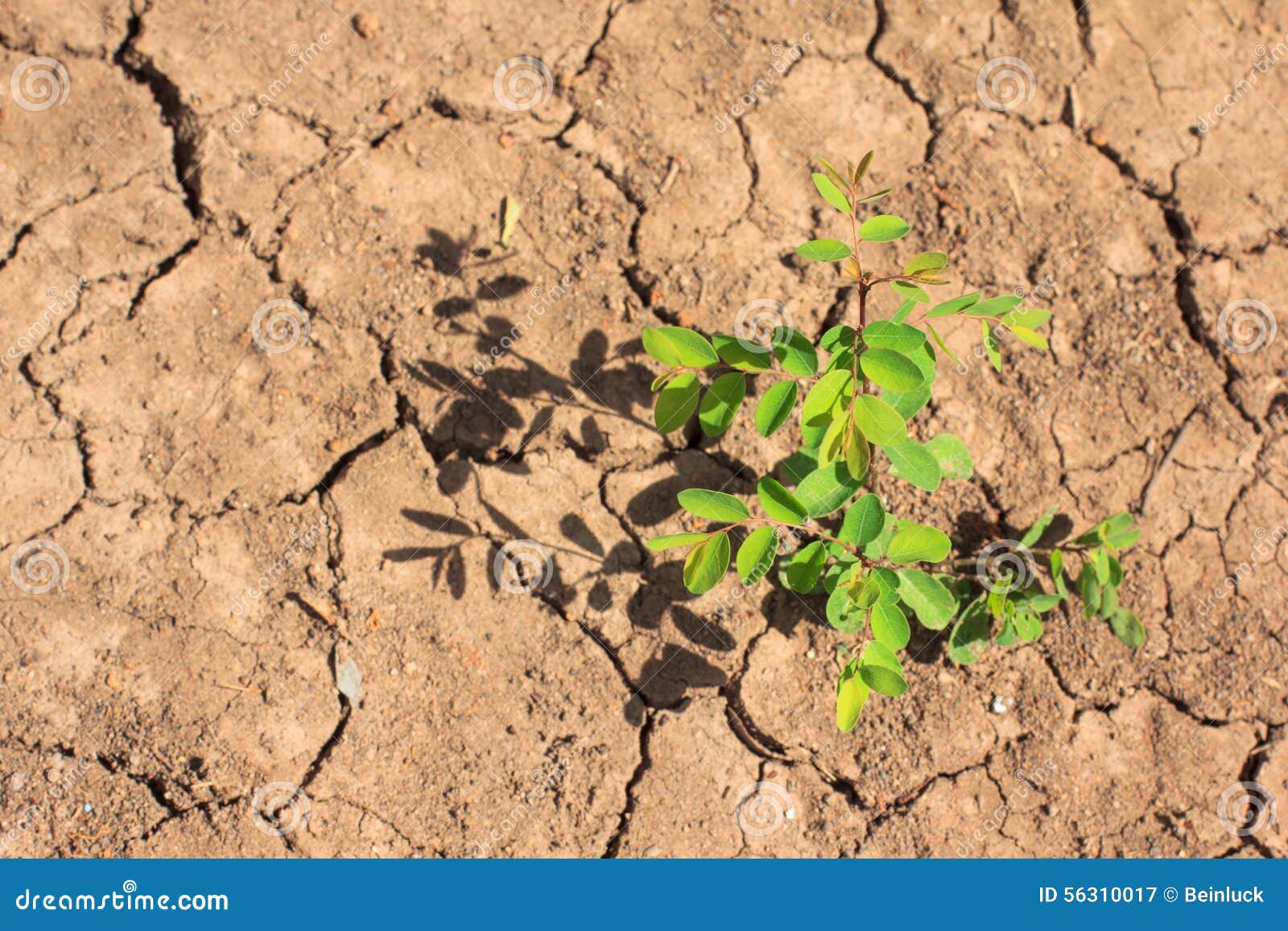 Growing Little Tree on Dry and Crack Soil Stock Image - Image of ...