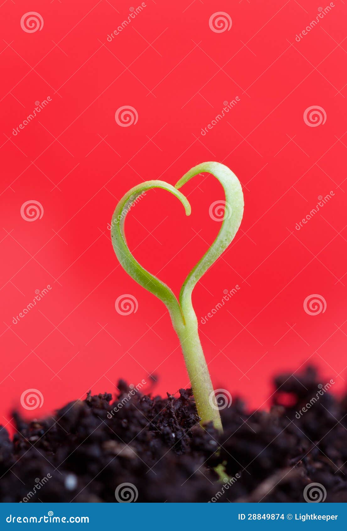 Growing Love And Relationship Concept Between Man And Woman And ...