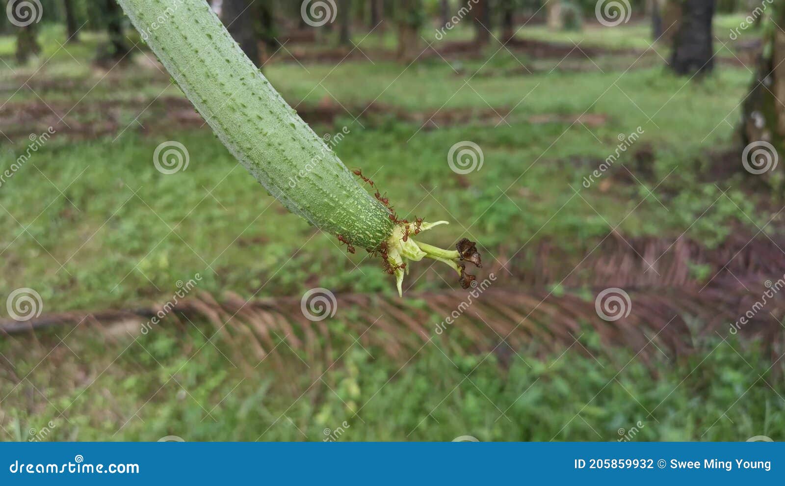 The Growing Luffa Sponge Gourd Plant Stock Footage - Video of loofah ...