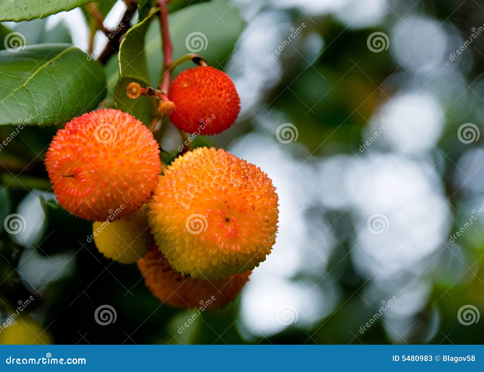 Growing Lychee fruit stock image. Image of growing, orange - 5480983