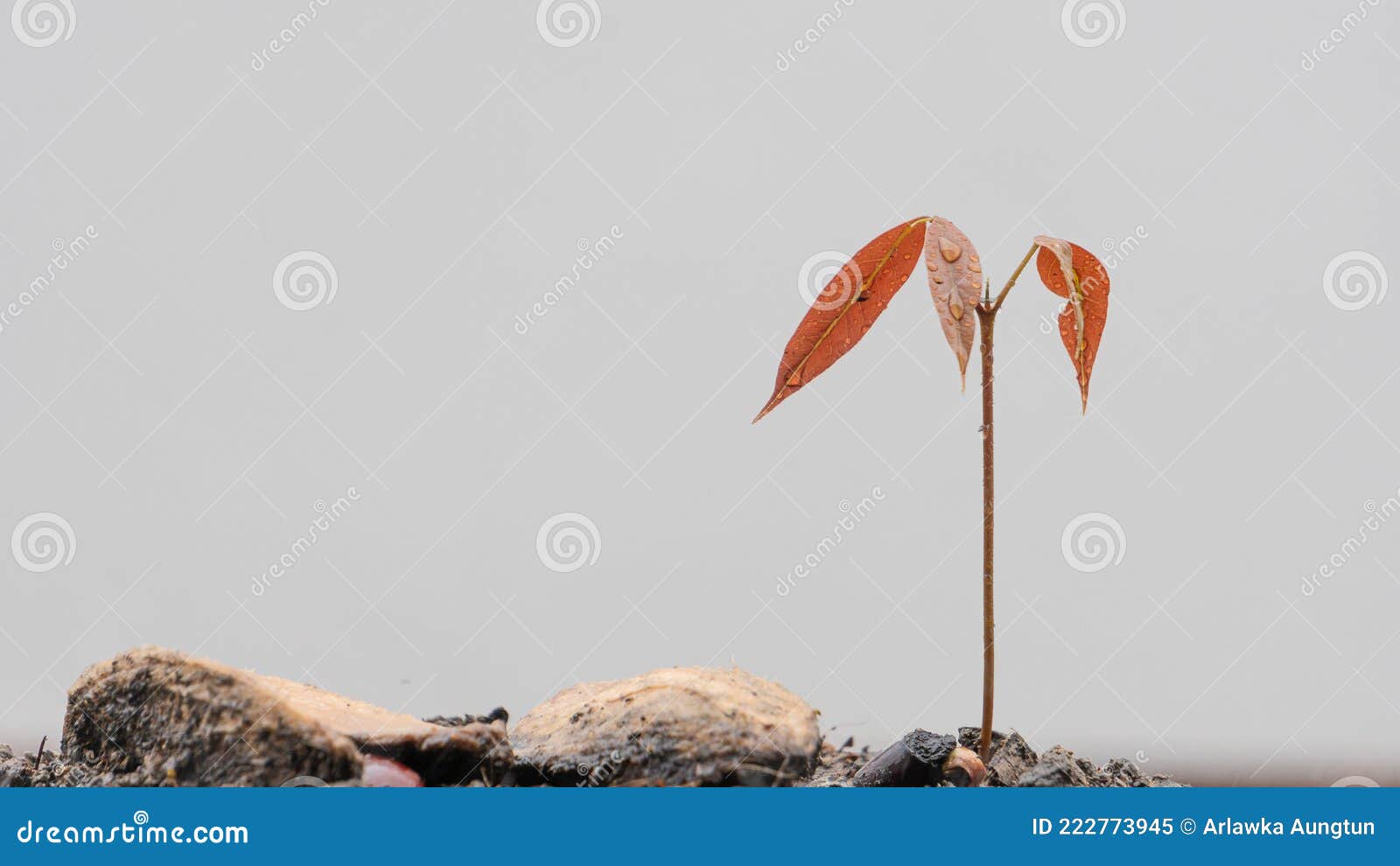 Lychee Seedlings Stock Photos - Free & Royalty-Free Stock Photos from ...