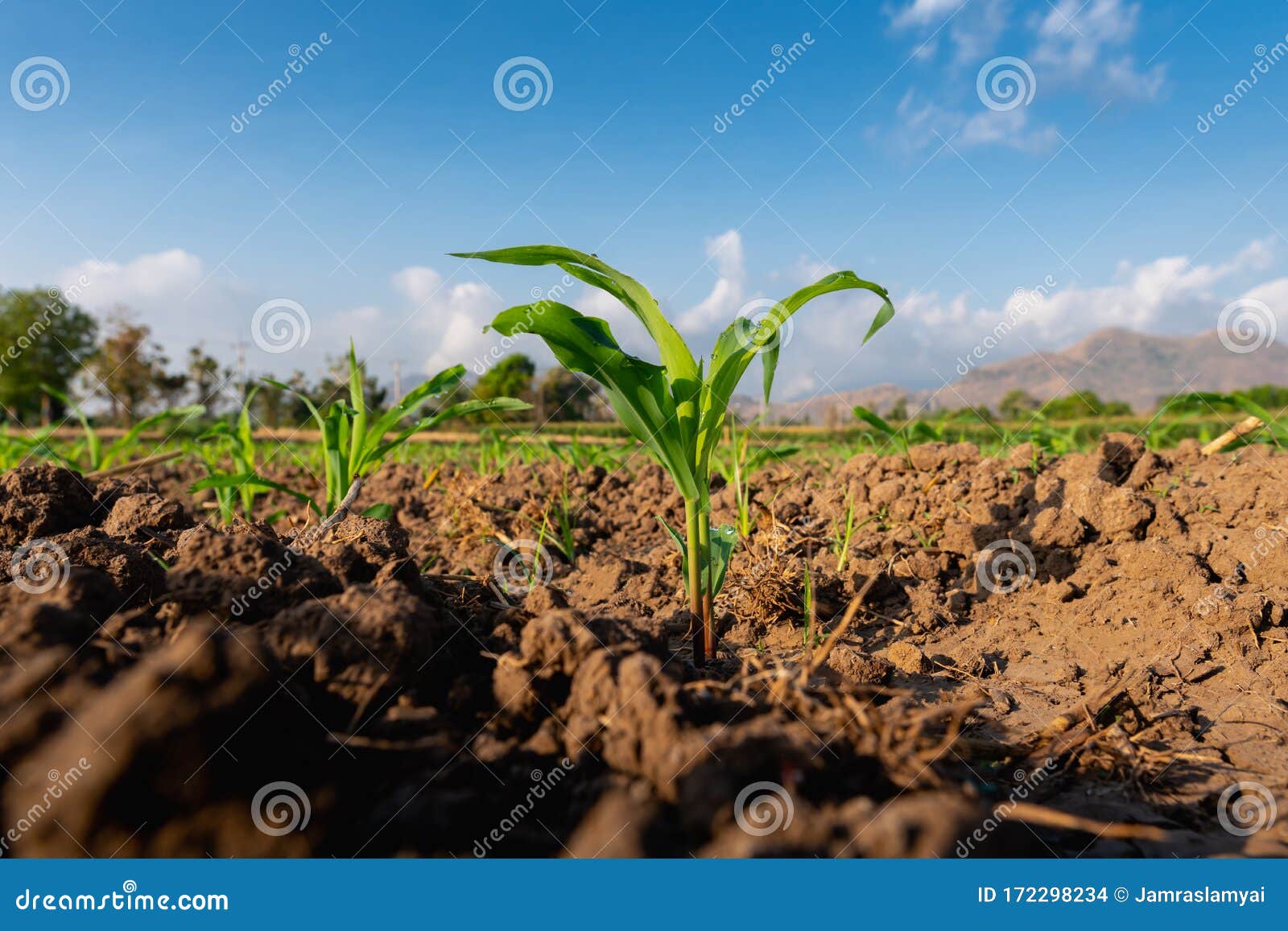 Maize Seedling in the Agricultural Corn Field Stock Photo - Image of ...