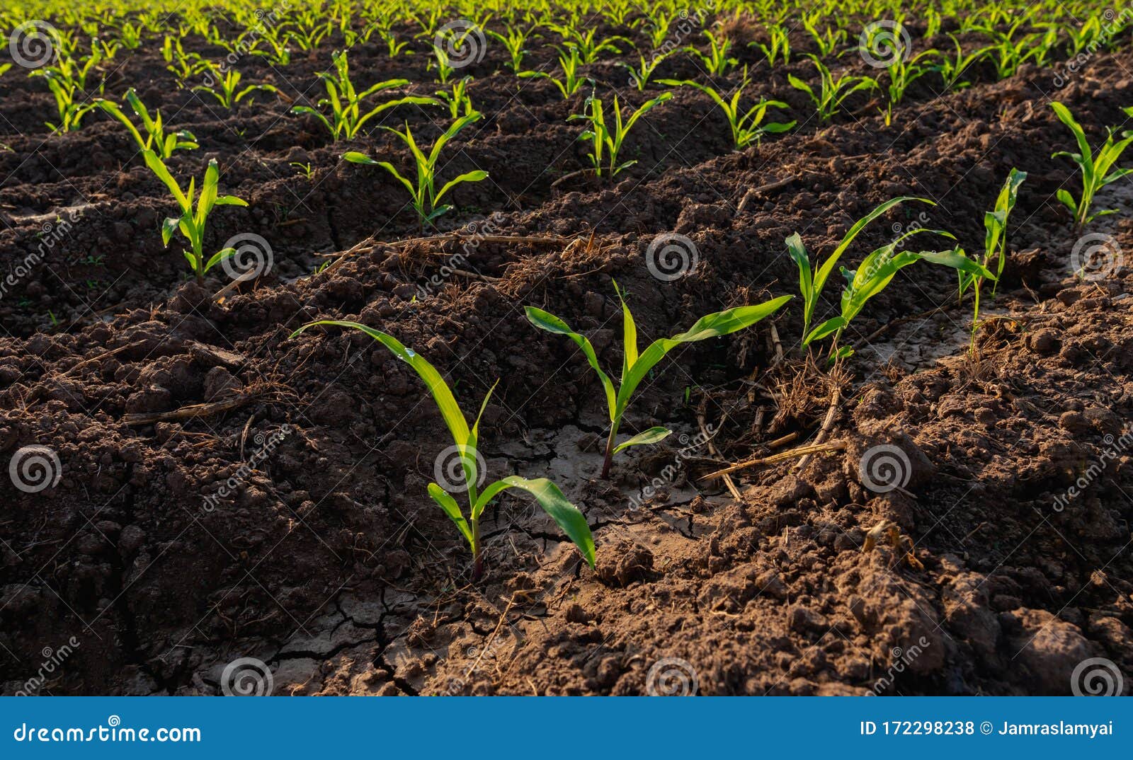 Maize Seedling in the Agricultural Corn Field Stock Photo - Image of ...