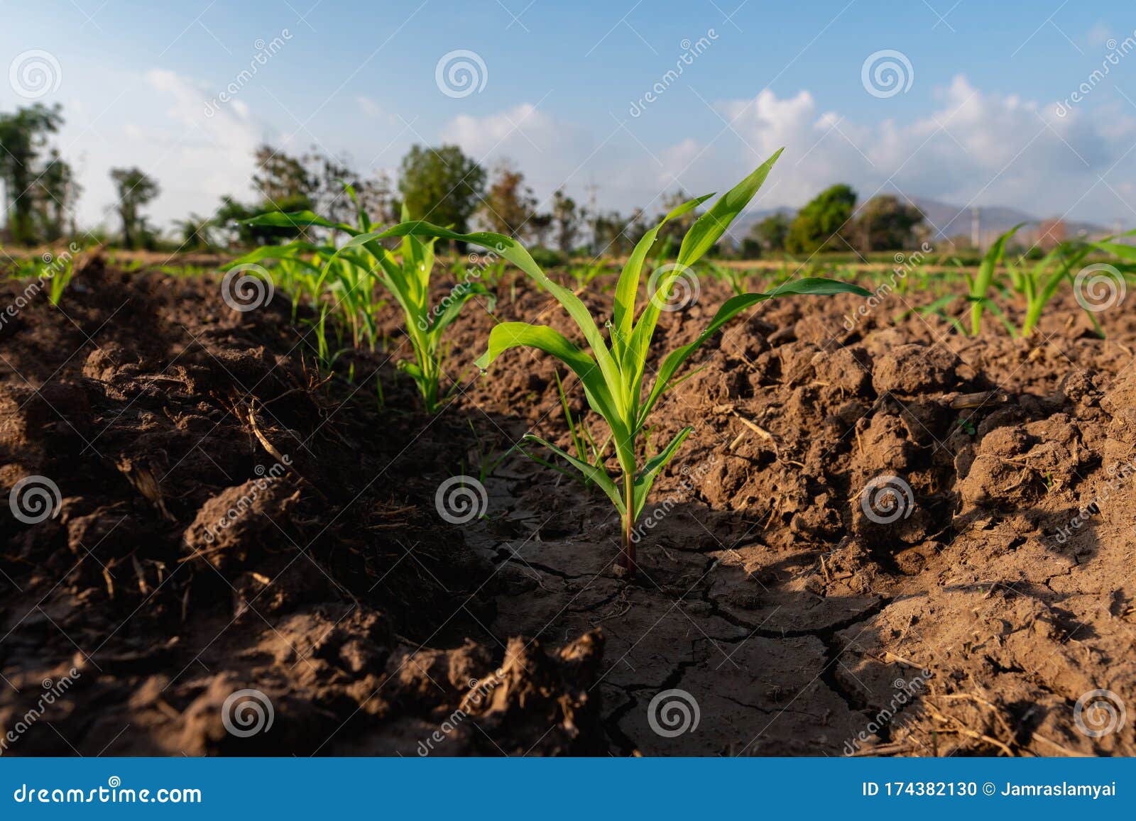 Maize Seedling in the Agricultural Corn Field Stock Photo - Image of ...