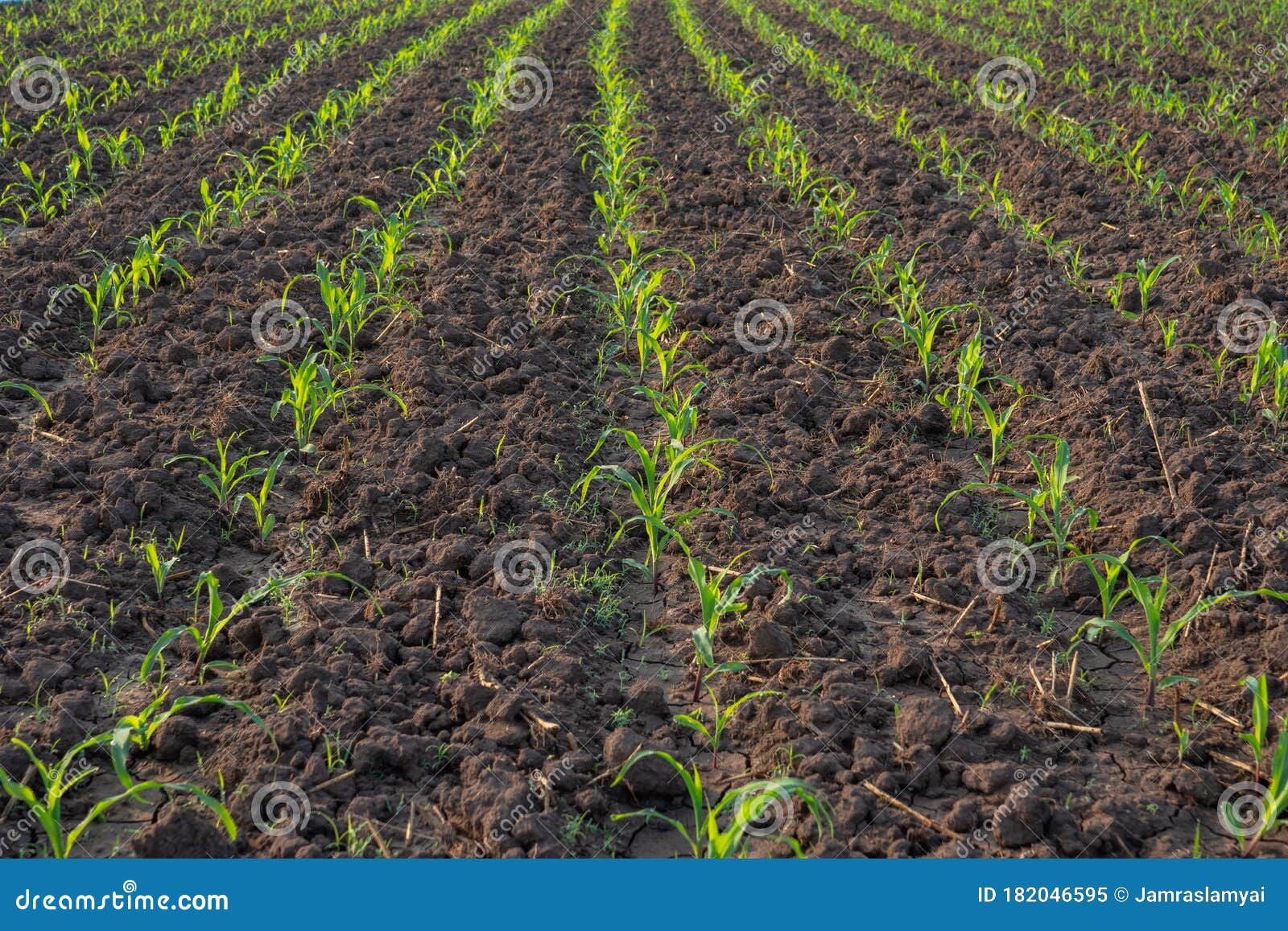 Maize Seedling in the Agricultural Corn Field Stock Image - Image of ...