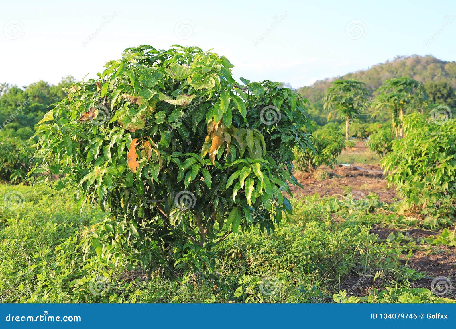 Mango Field,mango Farm Blue Sky Background ,retouching By Adding Sky ...