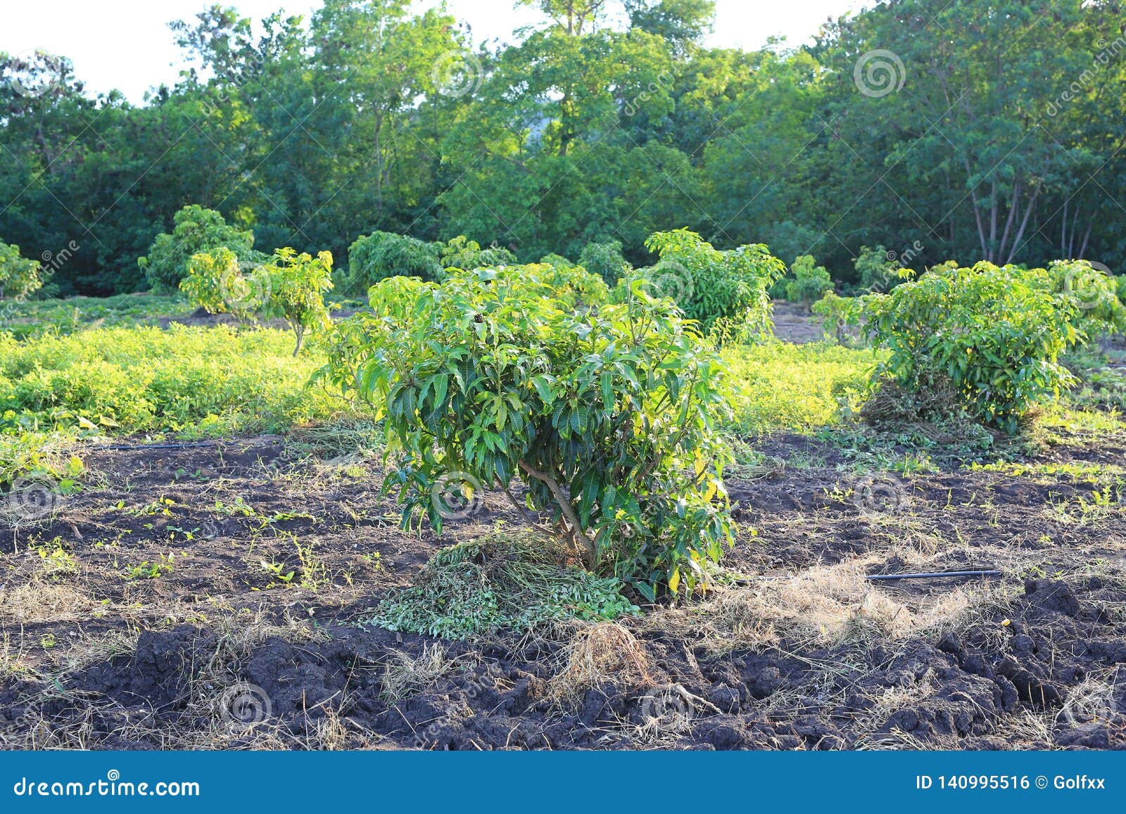 Growing Mango Field in Valley of Thailand Stock Photo - Image of green ...