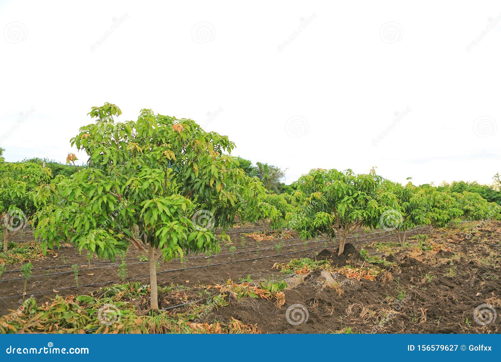 Growing Mango Tree Plant From A Seed Or Seedling, Sprouted Seed ...