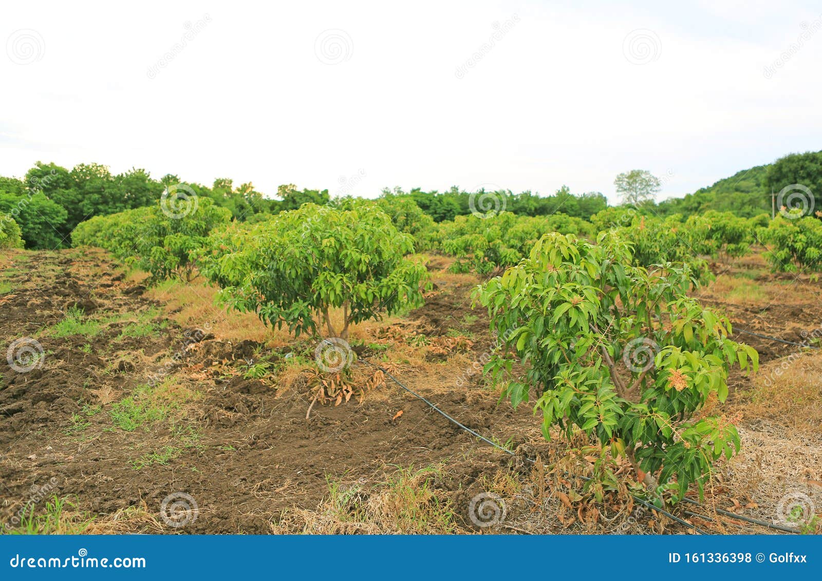 Mango Field,mango Farm Blue Sky Background ,retouching By Adding Sky ...