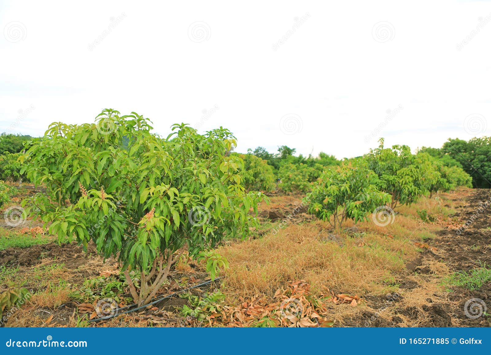 Growing Mango Field in Valley of Thailand Stock Image - Image of forest ...
