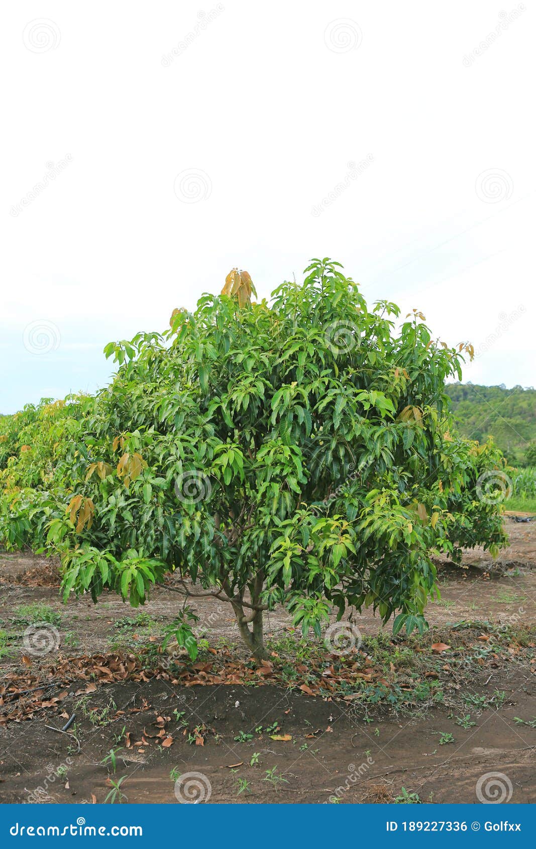 Growing Mango Field in Valley of Thailand Stock Photo - Image of ...