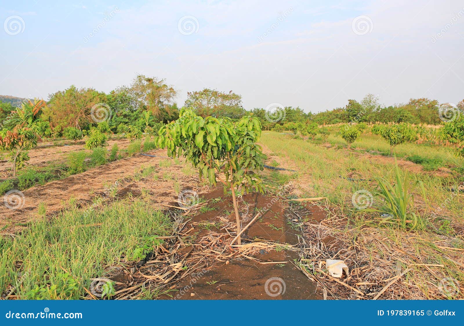 Growing Mango Field in Valley of Thailand Stock Image - Image of exotic ...