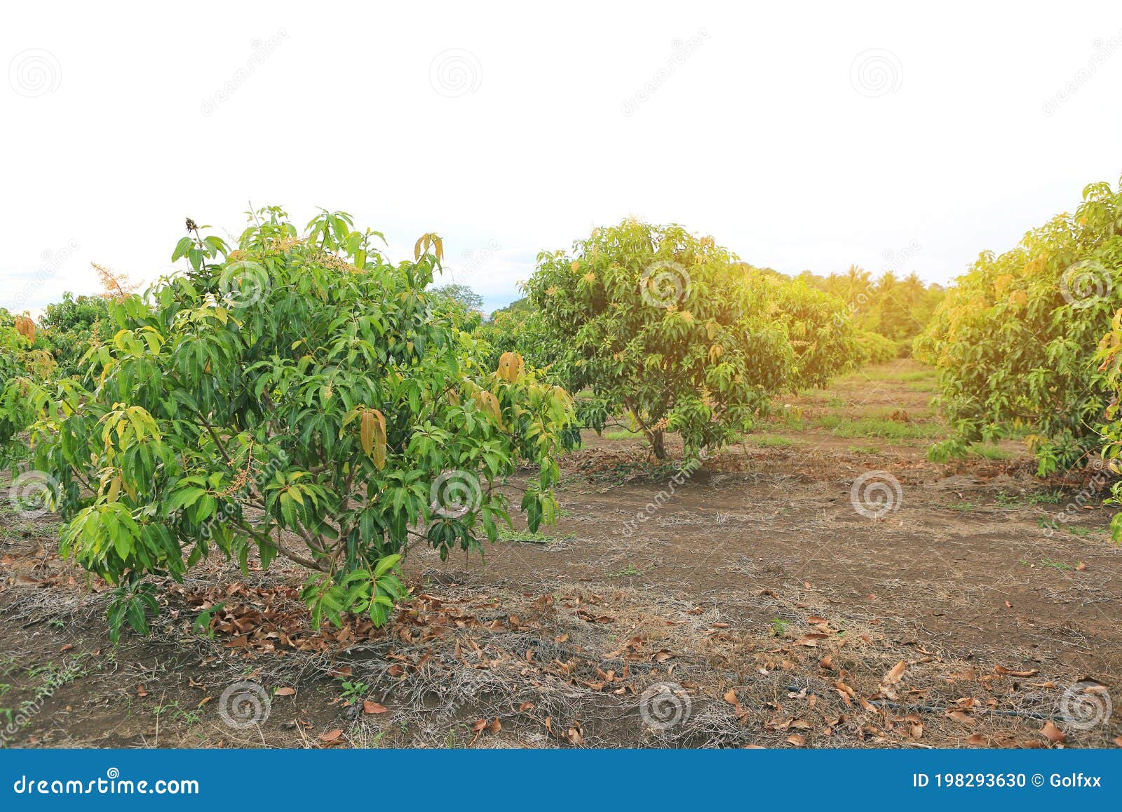 Mango Field,mango Farm Blue Sky Background ,retouching By Adding Sky ...