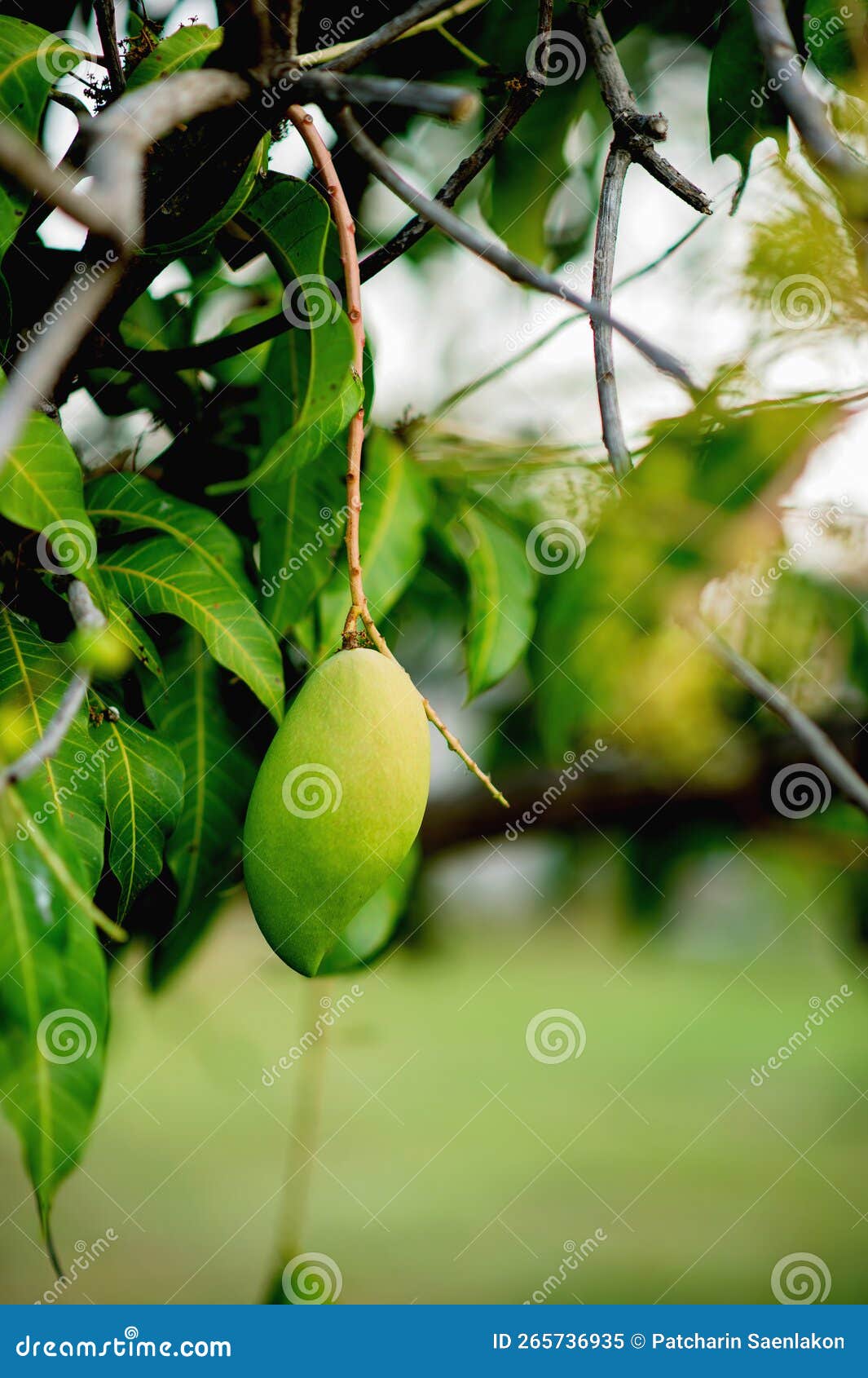 Growing on the Mango Tree. Nam Dok Mai Mango Young Mango Stock Image ...