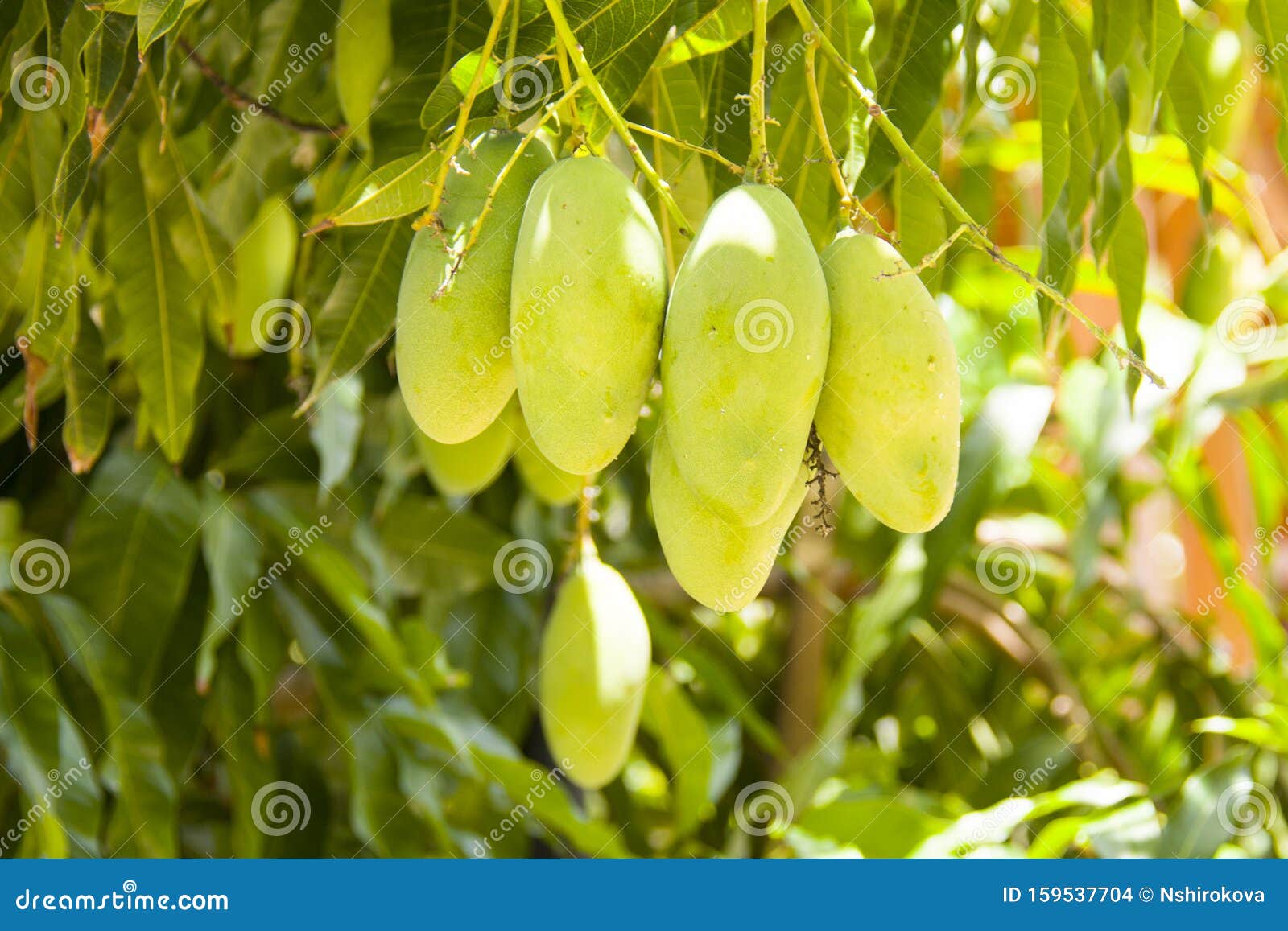 Growing Mangoes on the Tree Stock Photo - Image of outdoors, delicious ... Growing Mangoes on the Tree Stock Photo - Image of outdoors, delicious ...