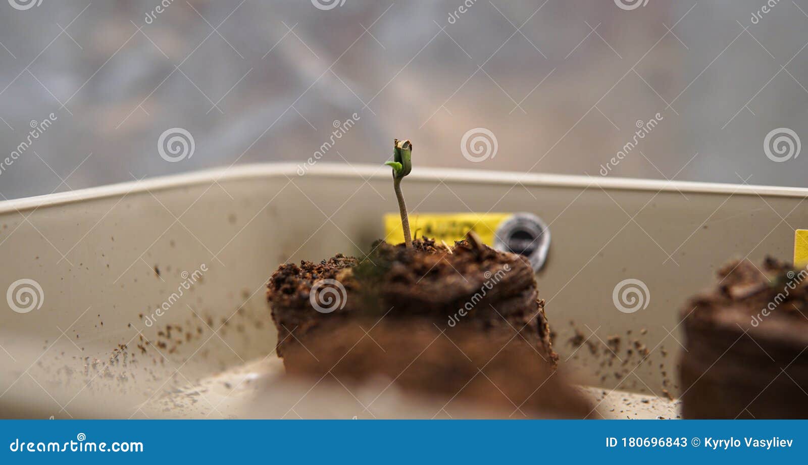 Growing Marijuana Sprouts from Grains Close-up Stock Image - Image of ...