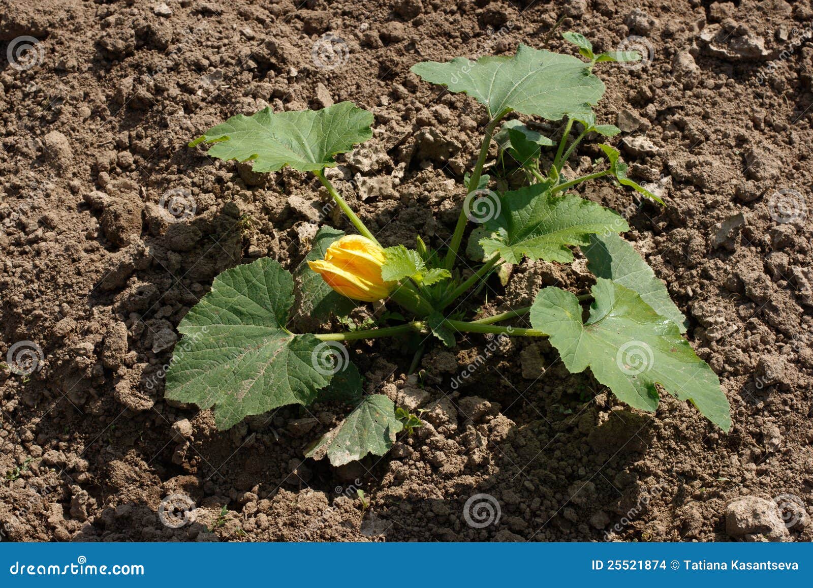 Growing Marrow Squash stock photo. Image of brown, leaf - 25521874