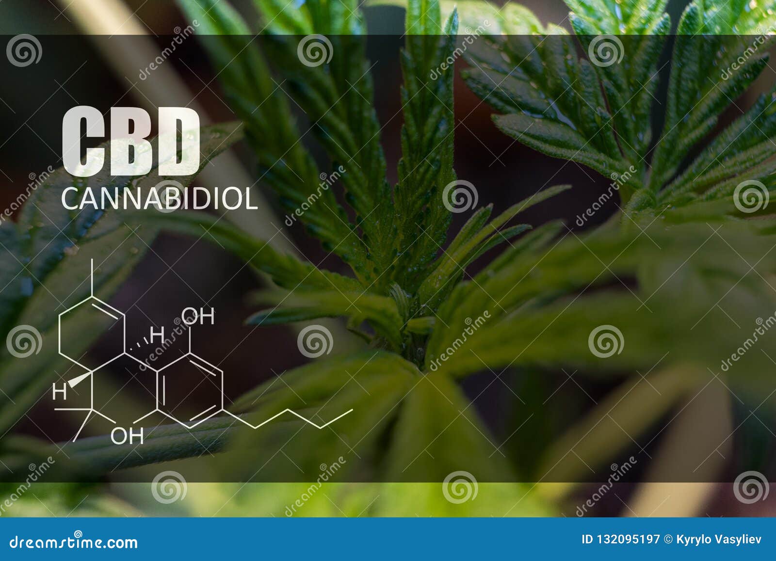 Ngrowing Medical Marijuana in Canada. Professional Growing Marijuana ...