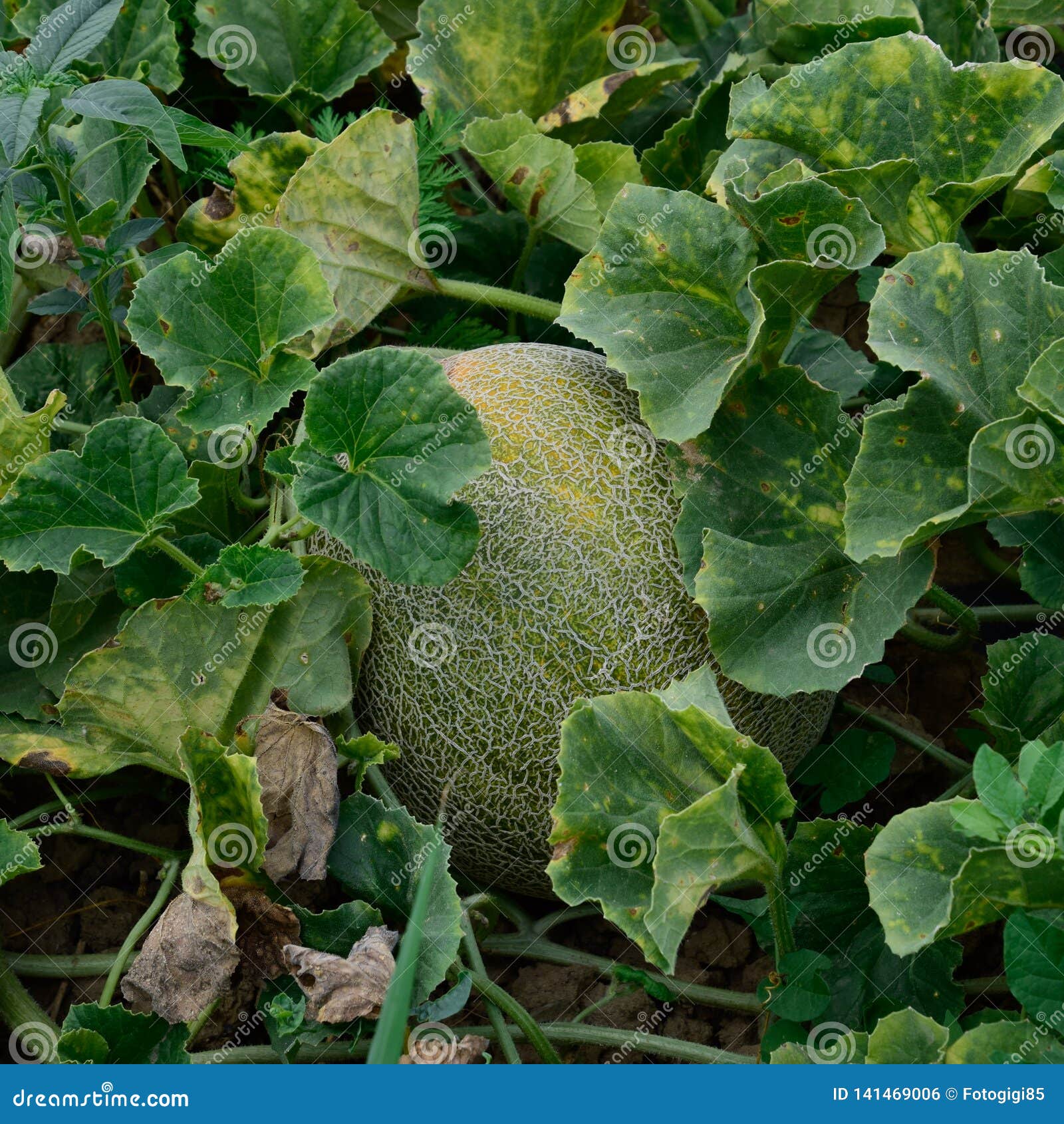 The Growing Melon in the Field Stock Photo - Image of juice, full ...