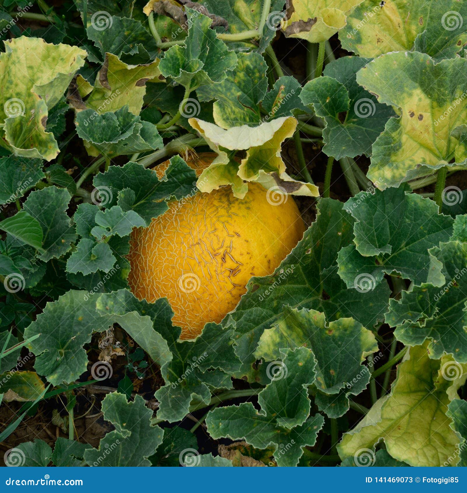 The Growing Melon in the Field Stock Image - Image of juicy ...
