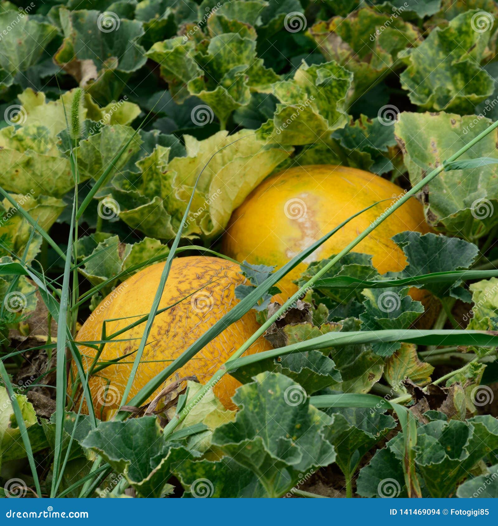 The Growing Melon in the Field Stock Photo - Image of autumn, food ...